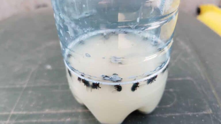 Homemade Fly Trap: The Simple, Natural, and Shockingly Effective Method ...
