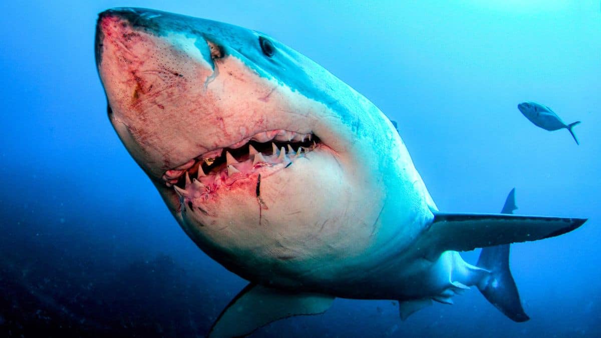This giant shark defies all records — a discovery that fascinates ...